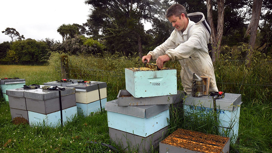 Permintaan Turun, Peternak Lebah Selandia Baru Terancam Bangkrut - Foto